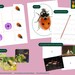 Ladybug and Spring BUNDLE Activities for Kids, Nature Study Preschool ...
