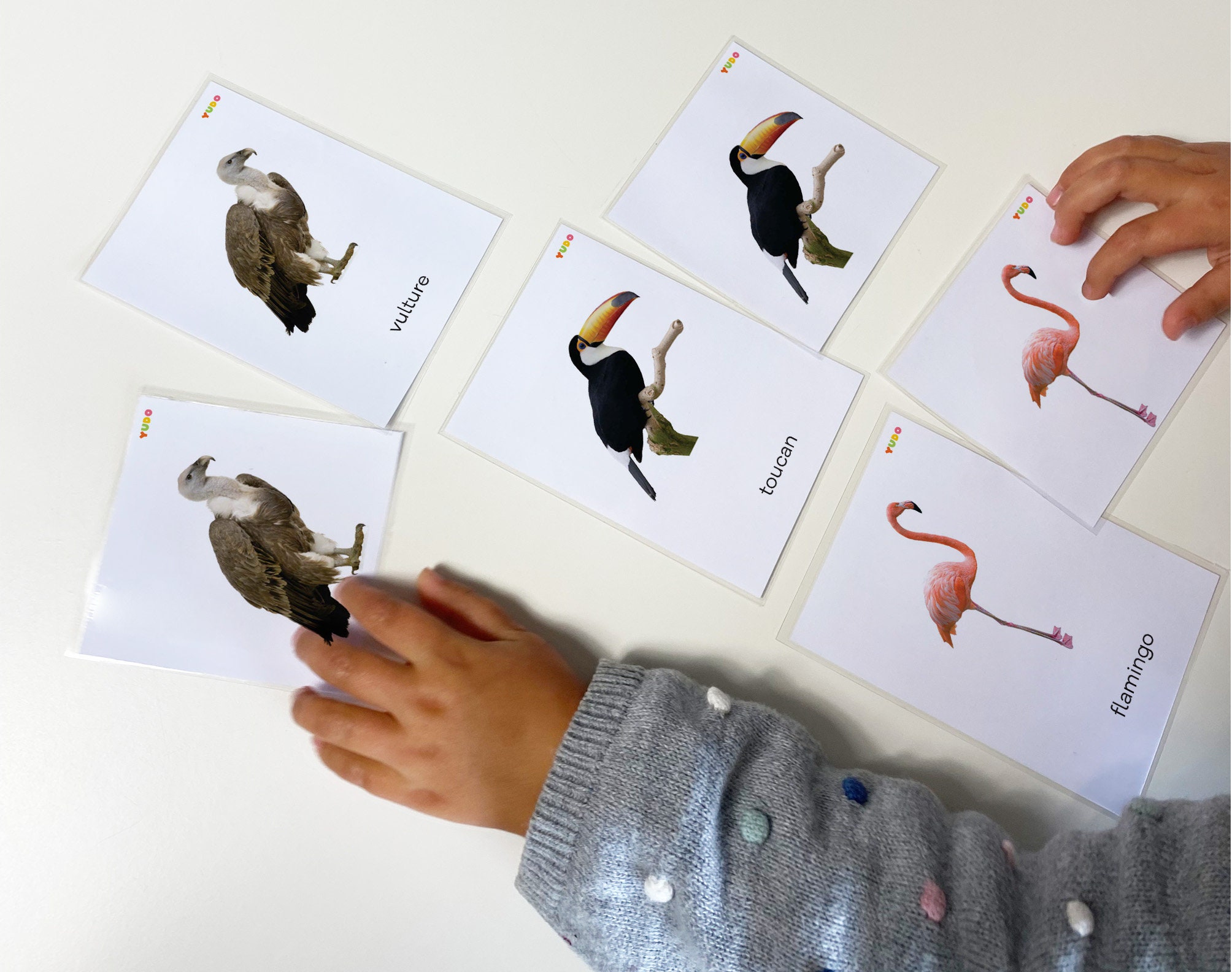 20 BIRDS Image Cards for Kids Printable Activityeducational - Etsy