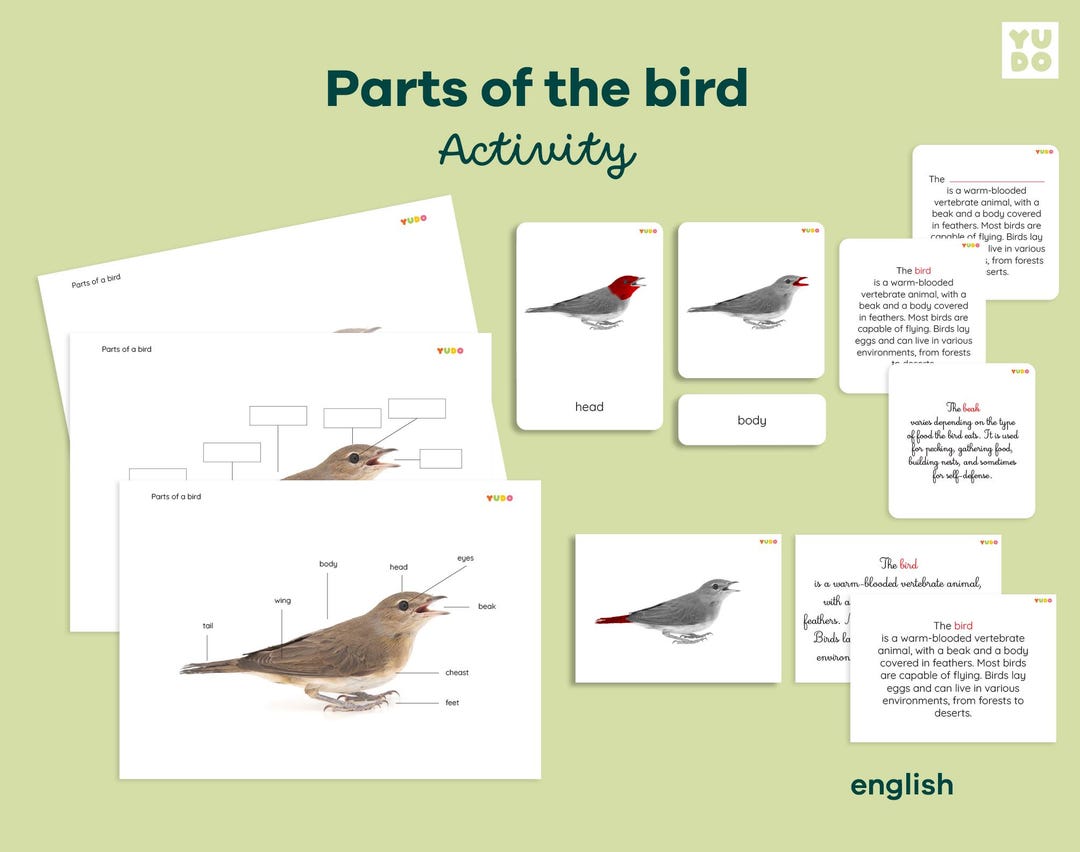 Part of the Bird Definition Cards and Booklet, Birds Activity for Kids ...