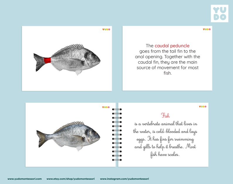 Parts of a Fish Nomenclature Book 3 Part Cards Fish Anatomy Definitions ...