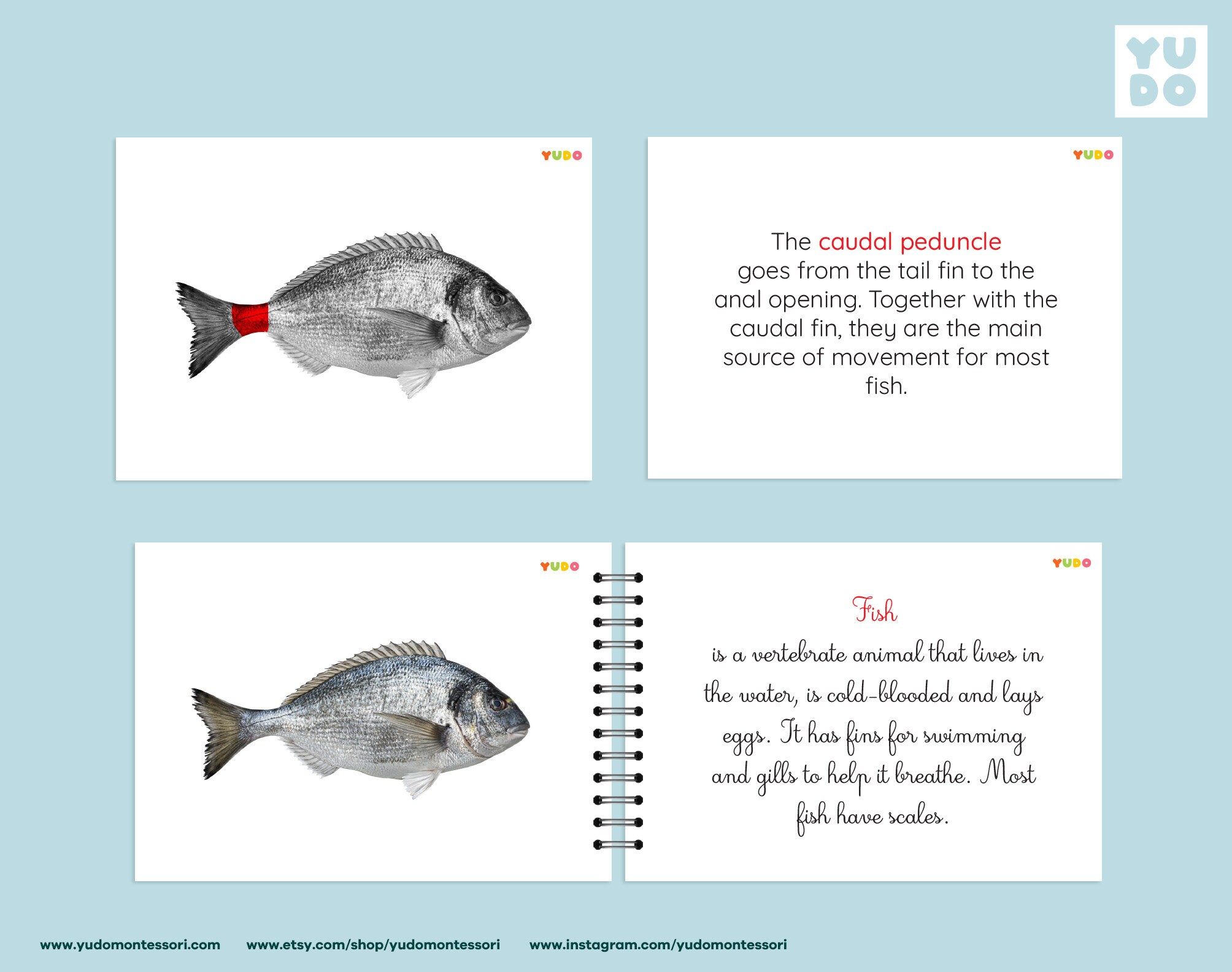 Parts of a Fish Nomenclature Book 3 Part Cards Fish Anatomy Definitions ...