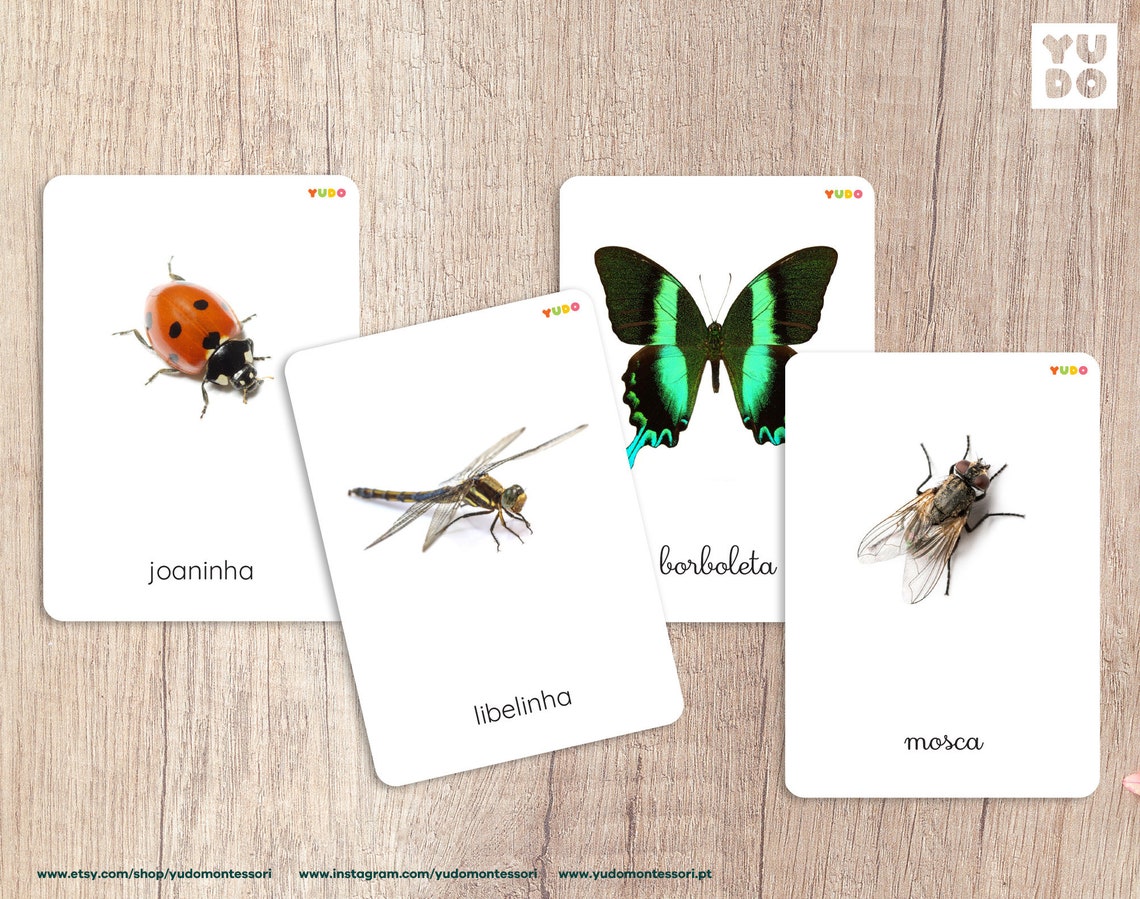 BUGS Insect Vocabulary Cards for Kids, Bug Identification Printable ...