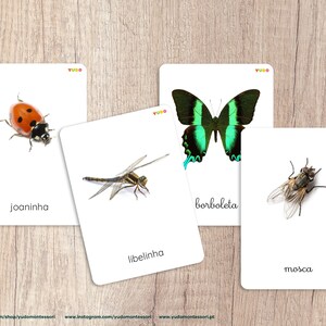 BUGS Insect Vocabulary Cards for Kids, Bug Identification Printable ...