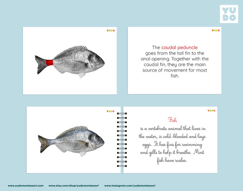 FISH PARTS Unit Study 3 Part Cards, Fish Anatomy Montessori Definition ...