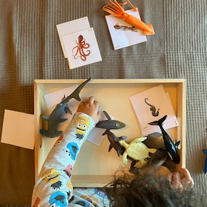 22 OCEAN ANIMALS Montessori Cards Aquatic Creatures - Etsy
