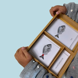 FISH PARTS Unit Study 3 Part Cards, Fish Anatomy Montessori Definition ...