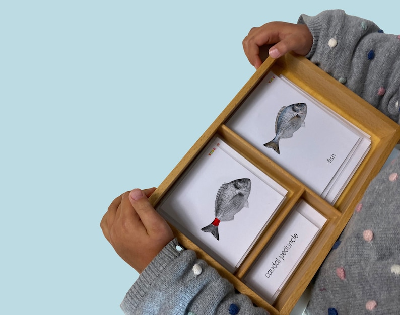 FISH PARTS Unit Study 3 Part Cards, Fish Anatomy Montessori Definition ...