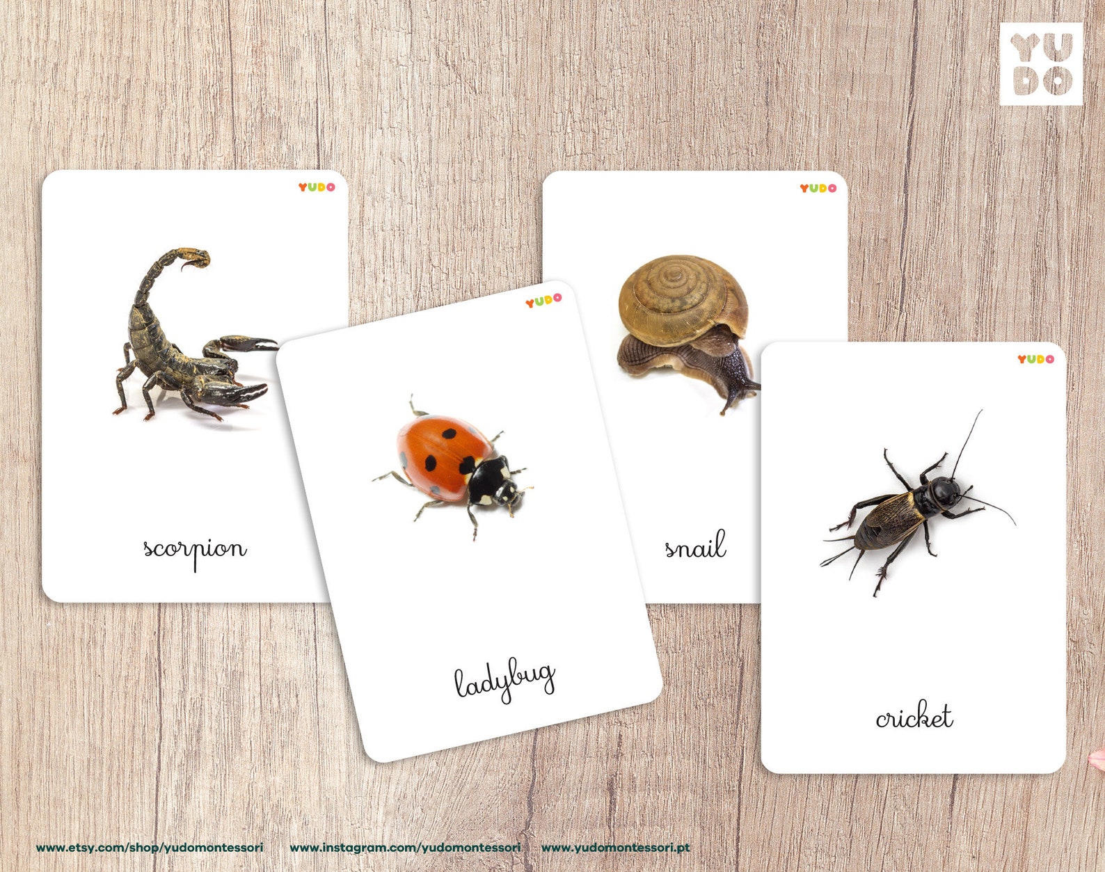 BUGS Insect Vocabulary Cards for Kids, Bug Identification Printable ...