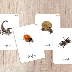 BUGS Insect Vocabulary Cards for Kids, Bug Identification Printable ...