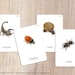 BUGS Insect Vocabulary Cards for Kids, Bug Identification Printable ...