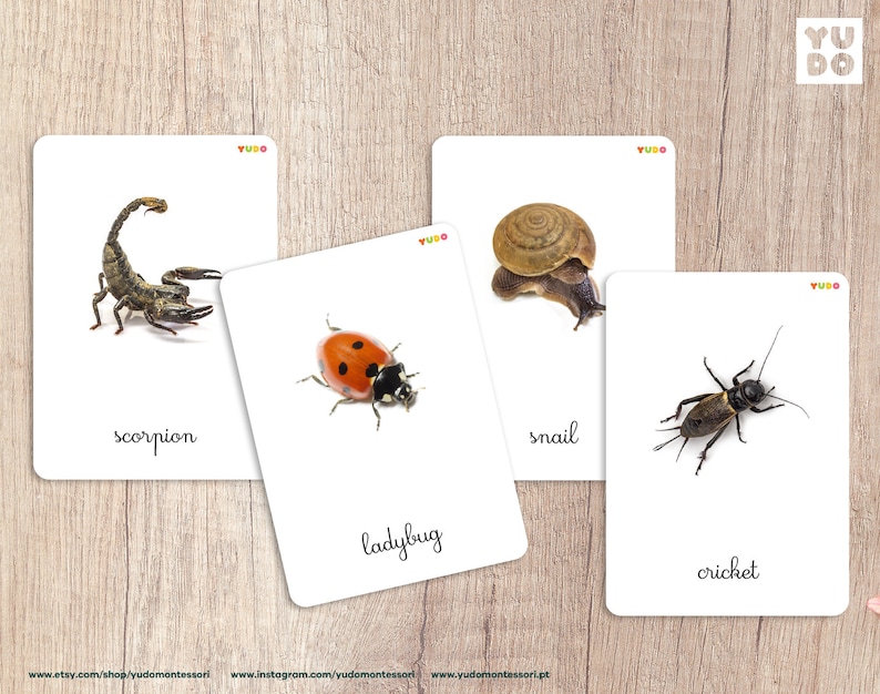 BUGS Insect Vocabulary Cards for Kids, Bug Identification Printable ...