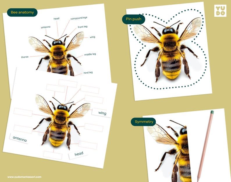 Bee Activity Unit, Bee Life Cycle Learning Activity for Kids, Spring ...