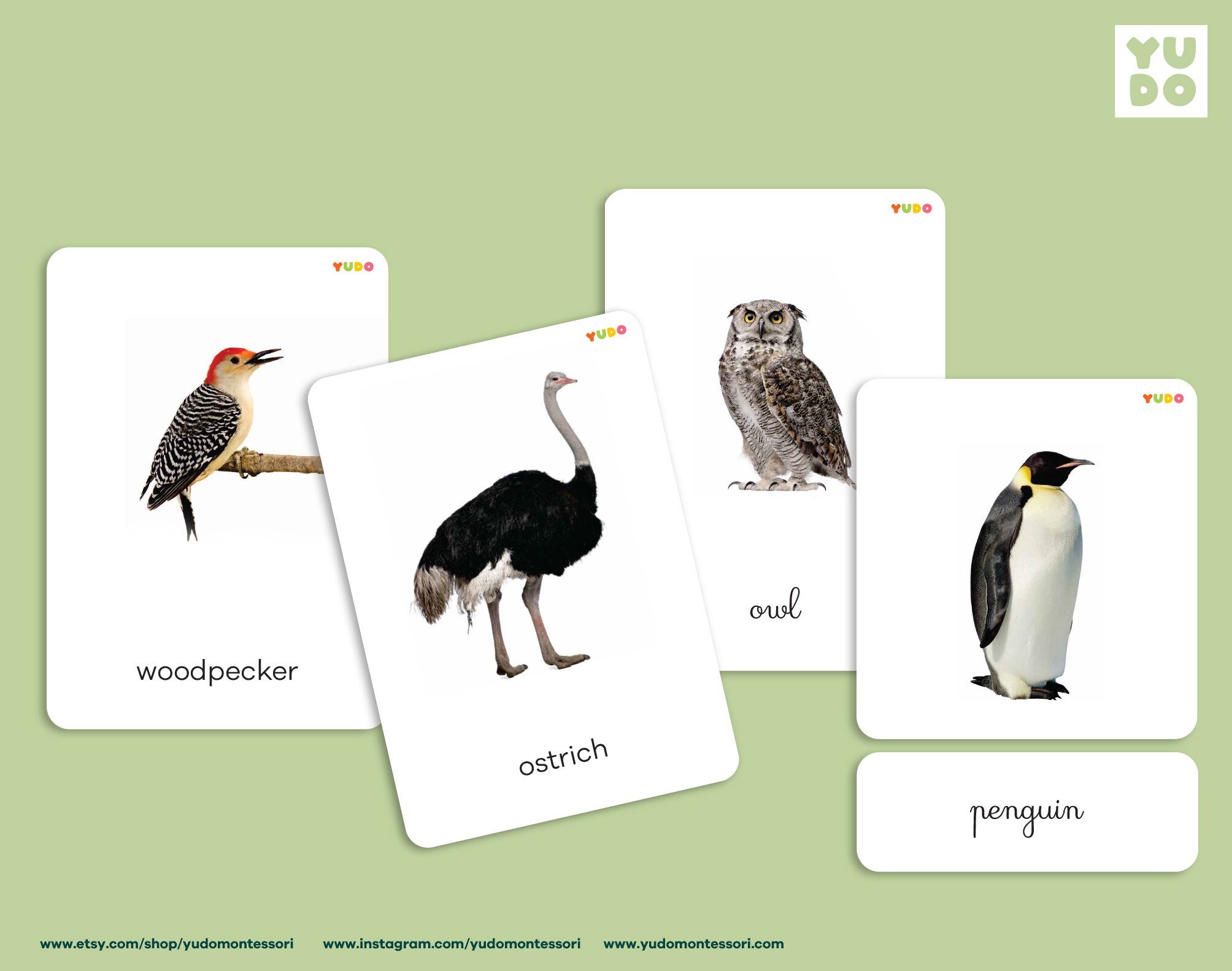 20 BIRDS Image Cards for Kids Printable Activityeducational - Etsy