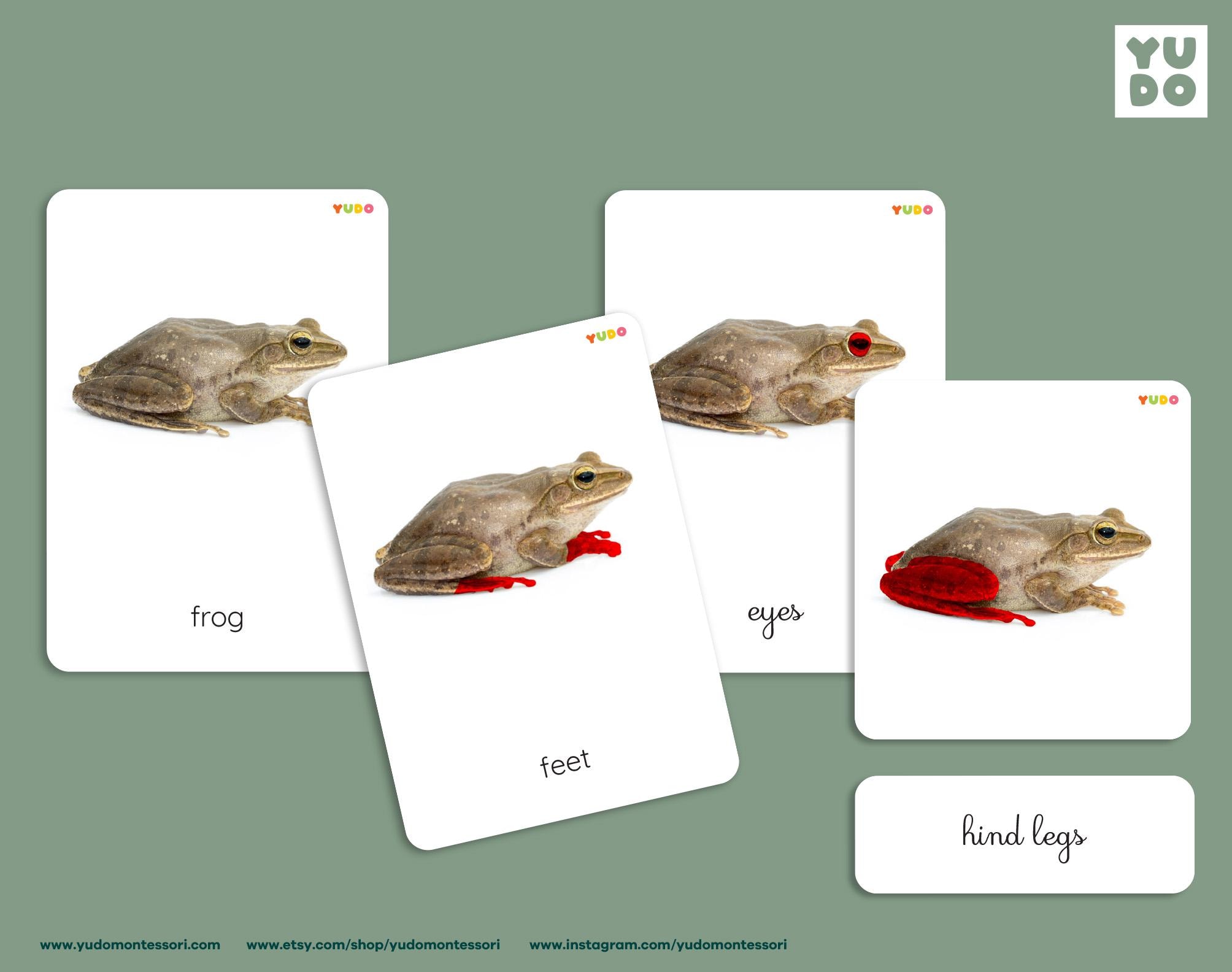 BUNDLE Part of the Frog Definition Cards and Booklet, Amphibians ...