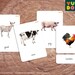 Farm Animal Flashcards, Language Cards, 3 Part Montessori Nomenclature ...