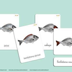 Fish Anatomy Nomenclature Book, Montessori Fish Zoology Unit Study ...