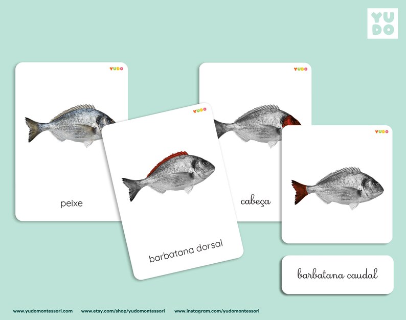 Parts of a Fish Nomenclature Book 3 Part Cards Fish Anatomy Definitions ...