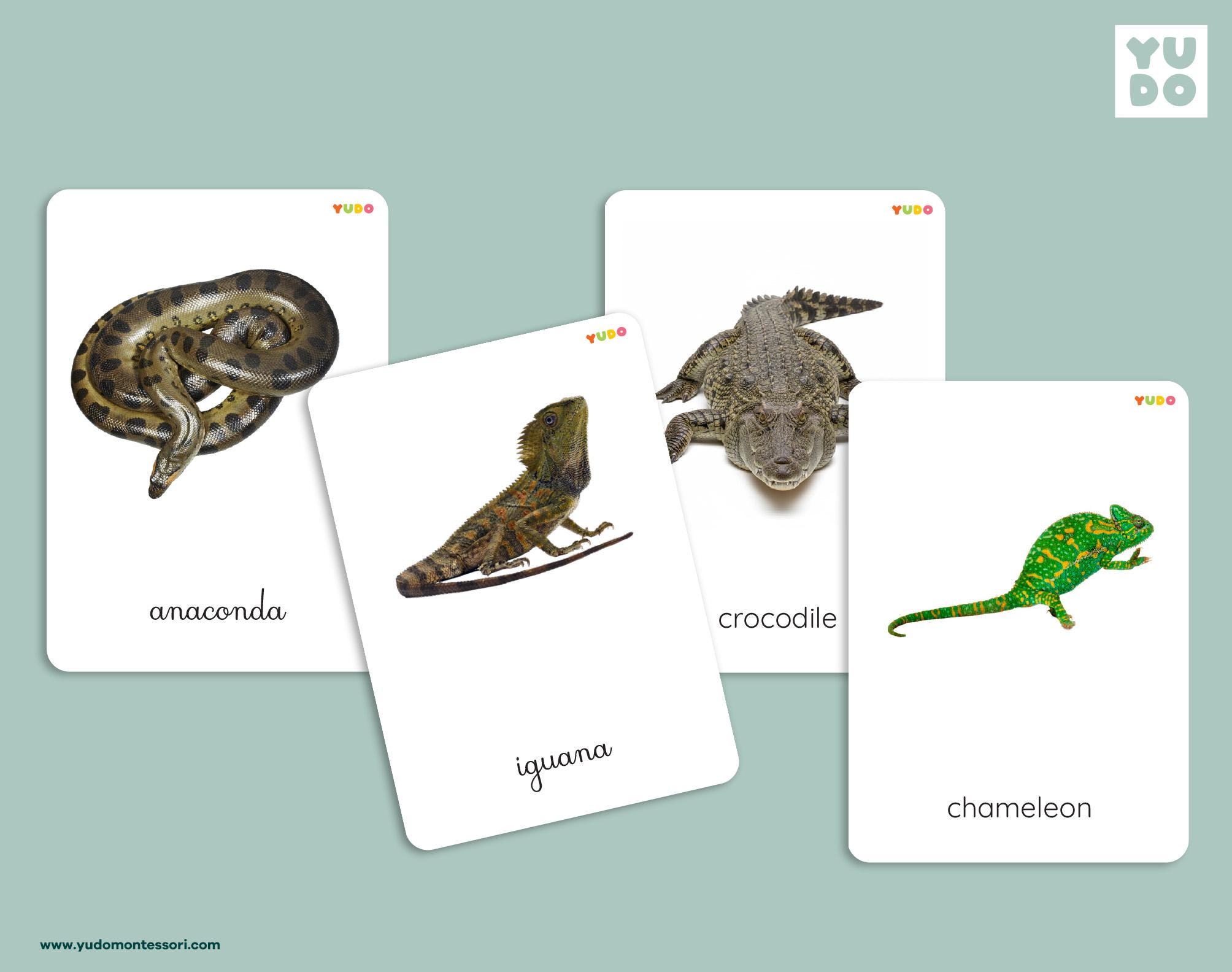 Reptiles Montessori 3 Part Nomenclature Animal Classification Printable ...