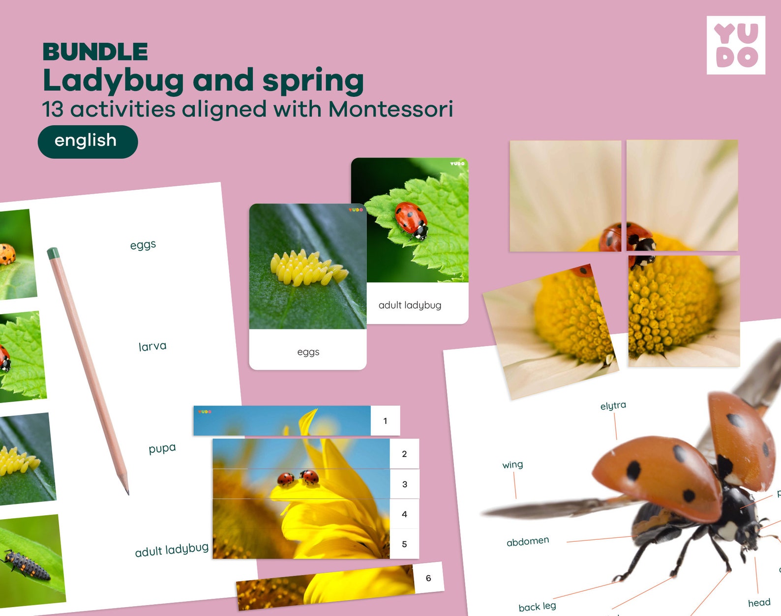 Montessori BUNDLE Activities for Kids, Ladybug Anatomy, Ladybug Life ...