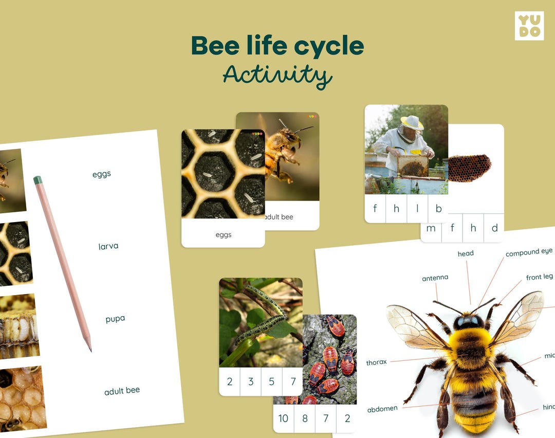 Bee Life Cycle Activities, Bee Science Unit Study, Honey Bee ...