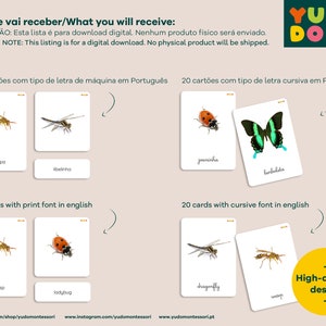 BUGS Insect Vocabulary Cards for Kids, Bug Identification Printable ...