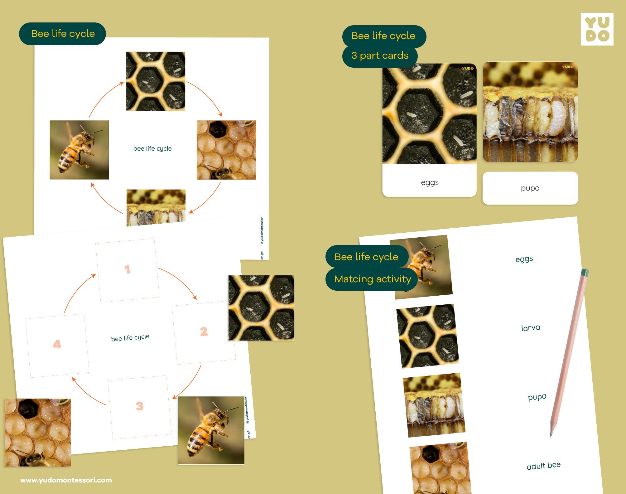 Bee Life Cycle Activities, Bee Science Unit Study, Honey Bee ...