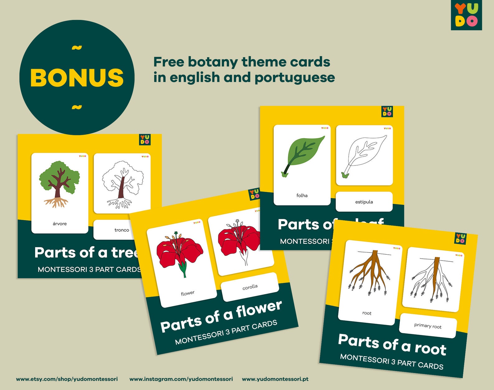 Botany Cabinet Control Chart and Cards, Botany BUNDLE, Leaf Anatomy ...