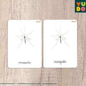 BUGS Insect Vocabulary Cards for Kids, Bug Identification Printable ...