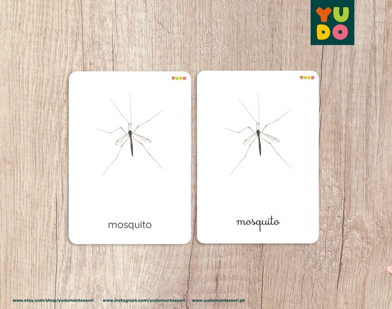 BUGS Insect Vocabulary Cards for Kids, Bug Identification Printable ...