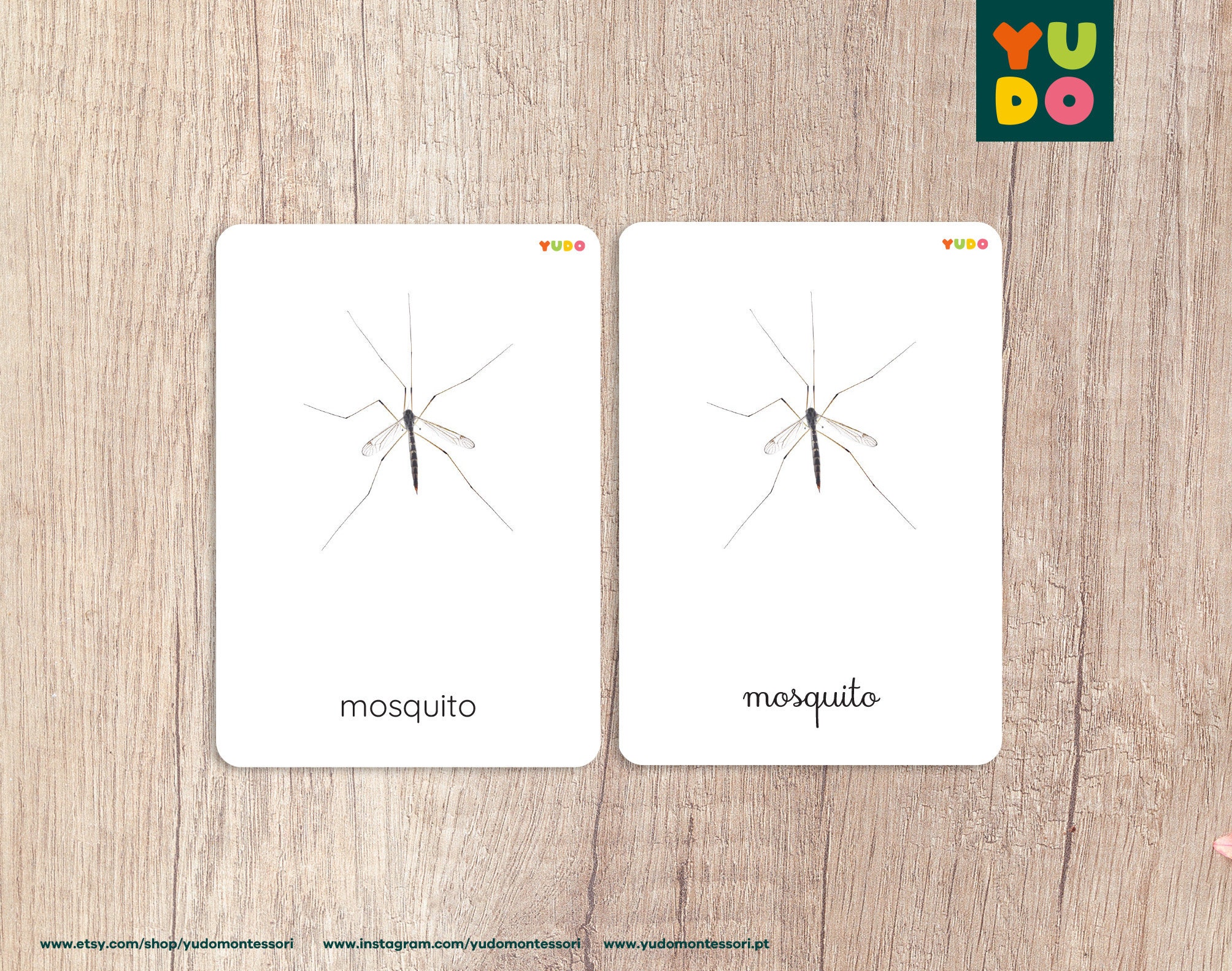 INSECTS Montessori Cards, Bugs Flashcards, Nature Study for Spring and ...