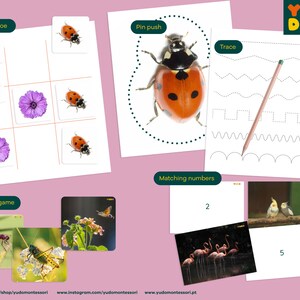 Montessori BUNDLE Activities for Kids, Ladybug Anatomy, Ladybug Life ...