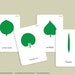 Botany Cabinet Control Chart and Cards, Botany BUNDLE, Leaf Anatomy ...