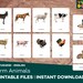 Farm Animal Flashcards, Language Cards, 3 Part Montessori Nomenclature ...