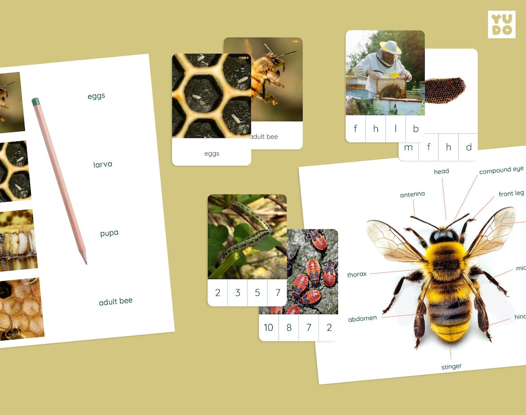 Bee Activity Unit, Bee Life Cycle Learning Activity for Kids, Spring ...