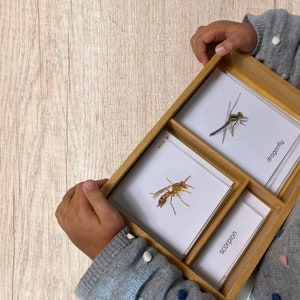 BUGS Insect Vocabulary Cards for Kids, Bug Identification Printable ...