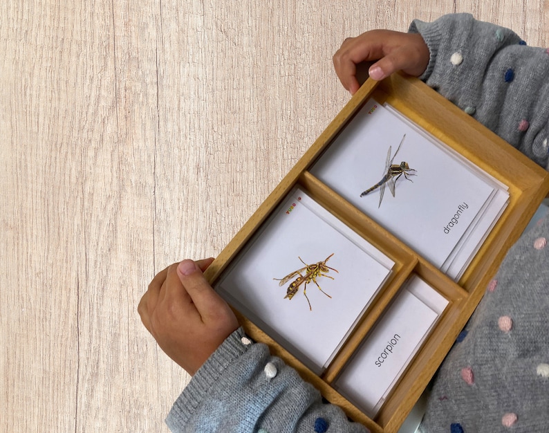 BUGS Insect Vocabulary Cards for Kids, Bug Identification Printable ...