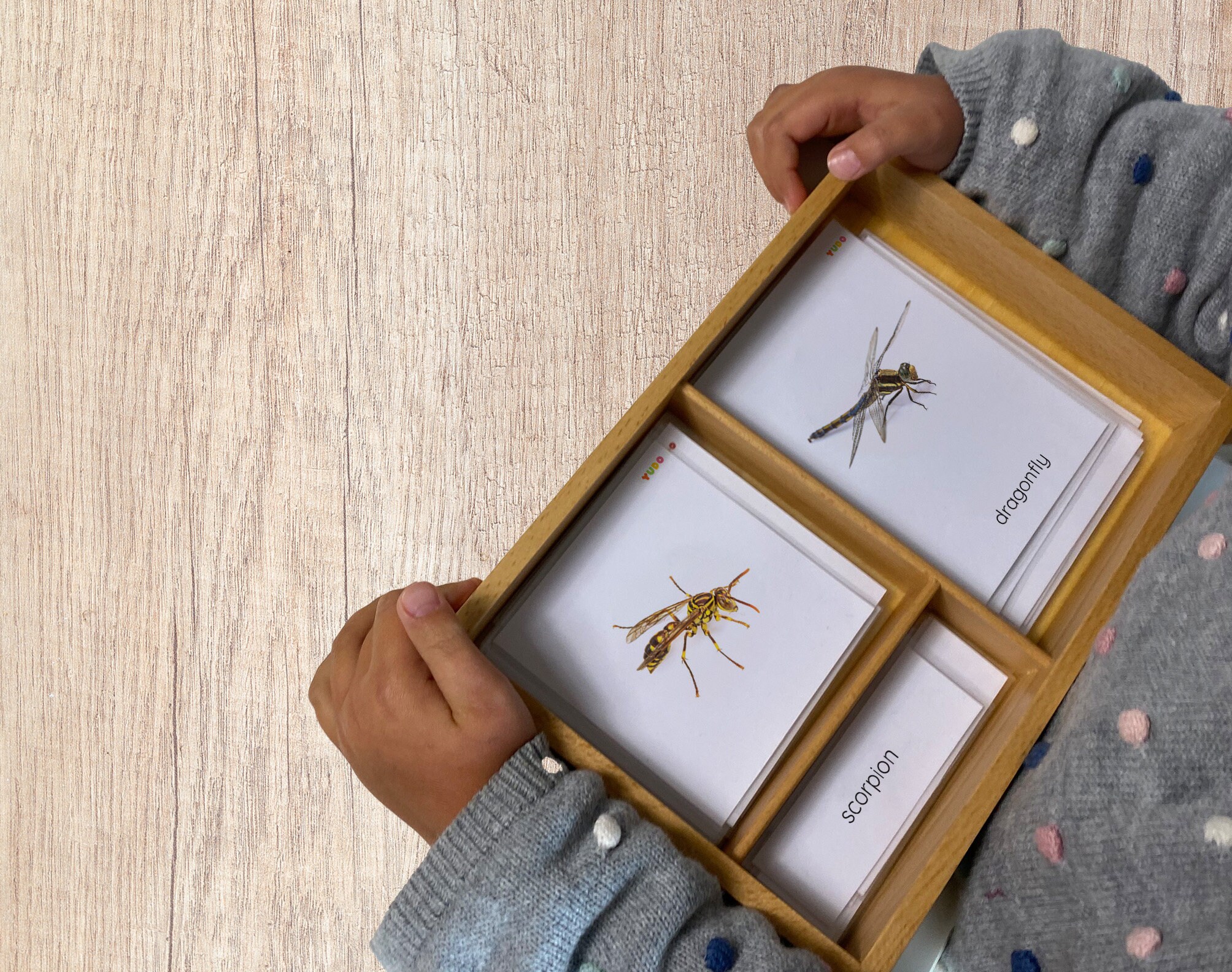BUGS Insect Vocabulary Cards for Kids, Bug Identification Printable ...