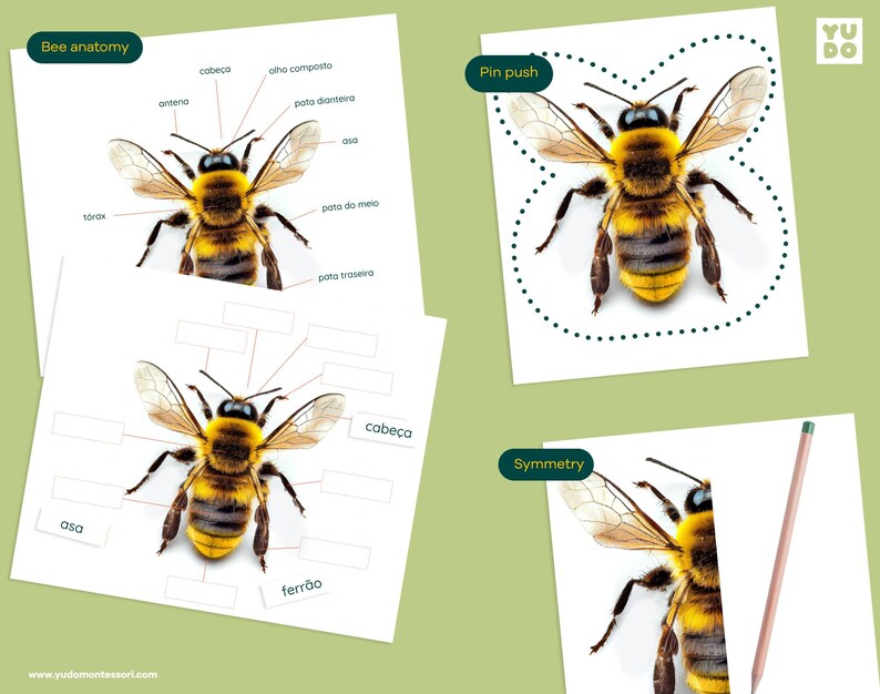 Life Cycle of a Honey Bee Pack, Bee Life Cycle Learning Activity for ...