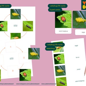 Montessori BUNDLE Activities for Kids, Ladybug Anatomy, Ladybug Life ...