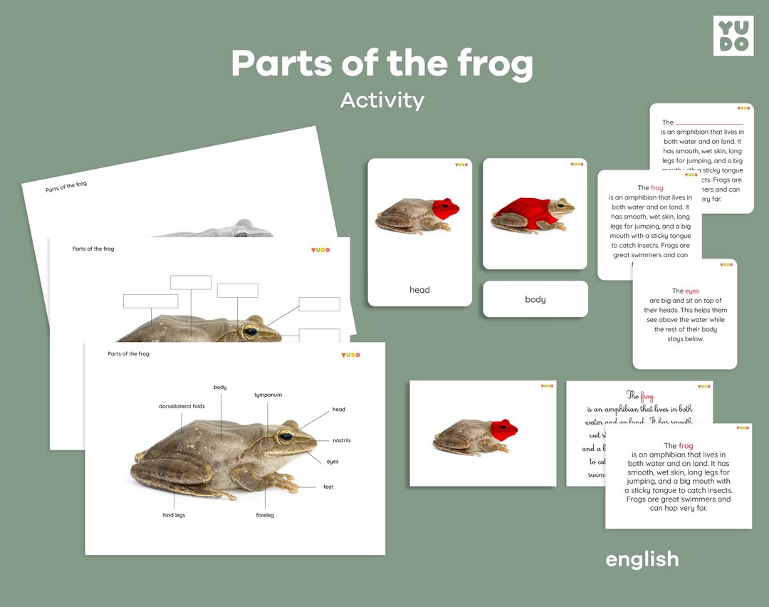 BUNDLE Part of the Frog Definition Cards and Booklet, Amphibians ...