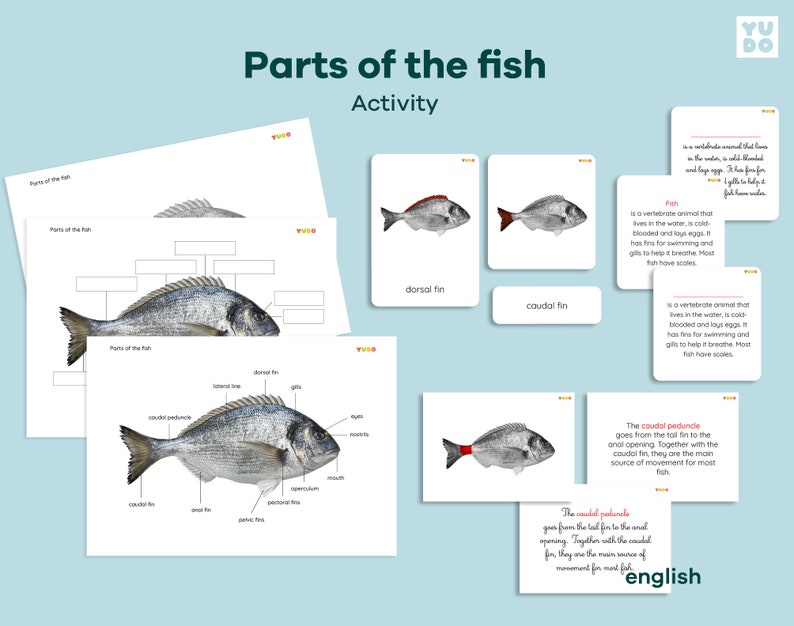 Parts of a Fish Nomenclature Book 3 Part Cards Fish Anatomy - Etsy Canada