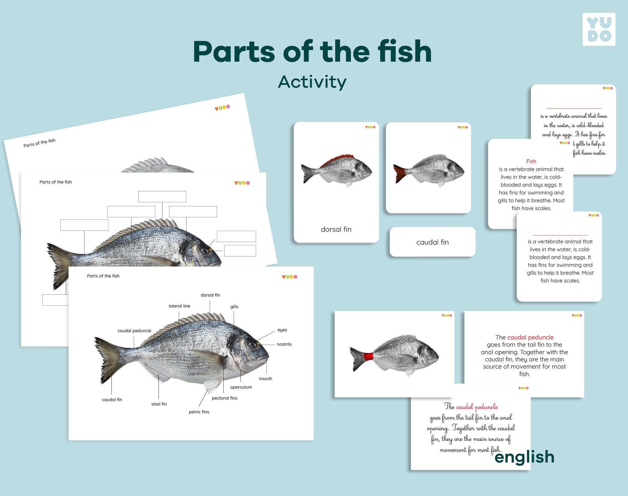 Parts of a Fish Nomenclature Book 3 Part Cards Fish Anatomy Definitions ...
