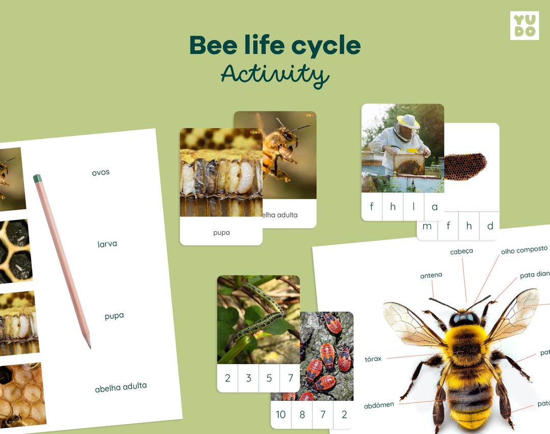 Life Cycle of a Honey Bee Pack, Bee Life Cycle Learning Activity for ...