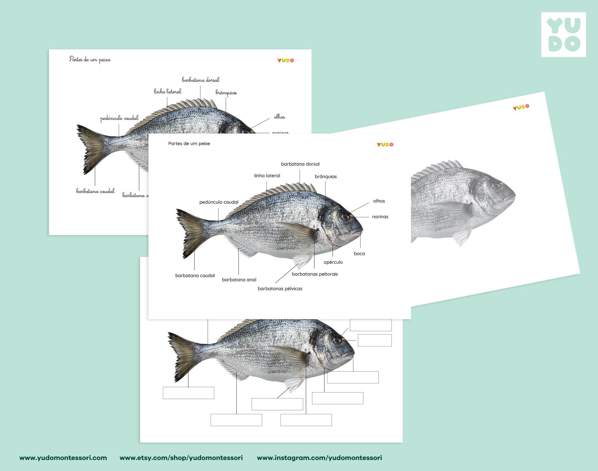 Fish Anatomy Nomenclature Book, Montessori Fish Zoology Unit Study ...