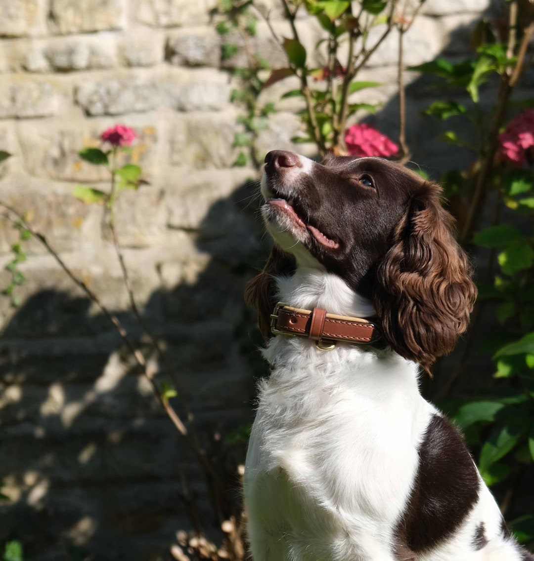 Personalised Premium Brown Leather Dog Collar/ Handmade Comfortable ...