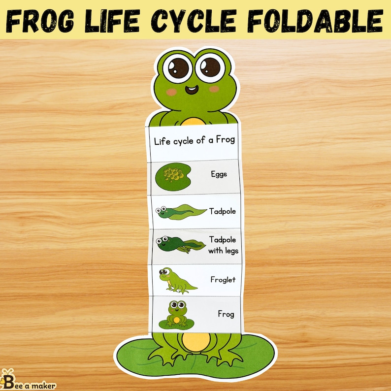 Frog Life Cycle Foldable - Etsy
