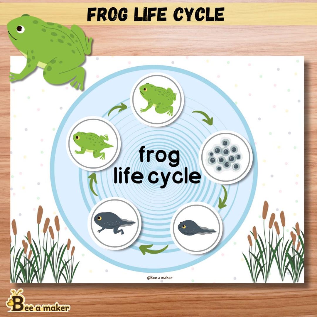Frog Life Cycle Activity | Montessori Science Printable | Preschool ...