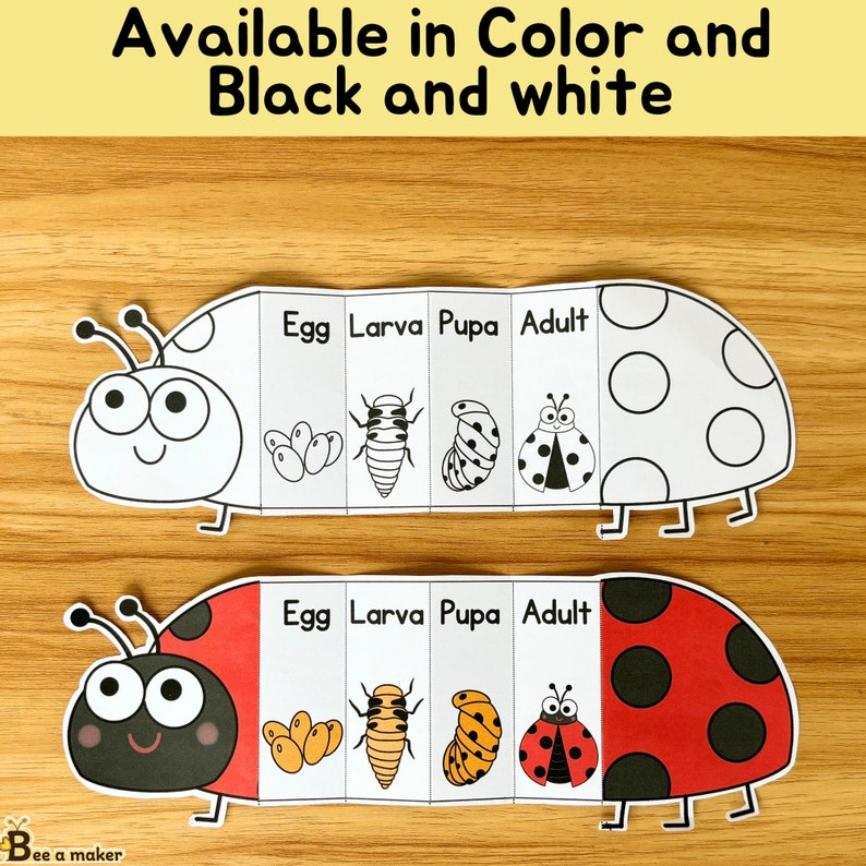 Ladybug Life Cycle Foldable - Etsy
