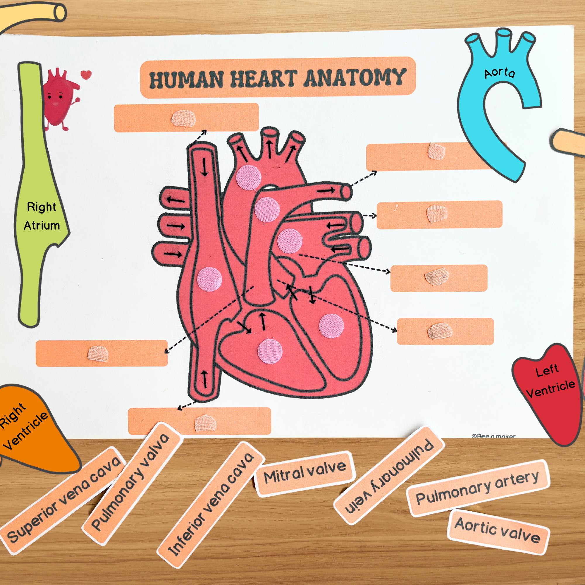Heart Anatomy and Circulatory System - Etsy