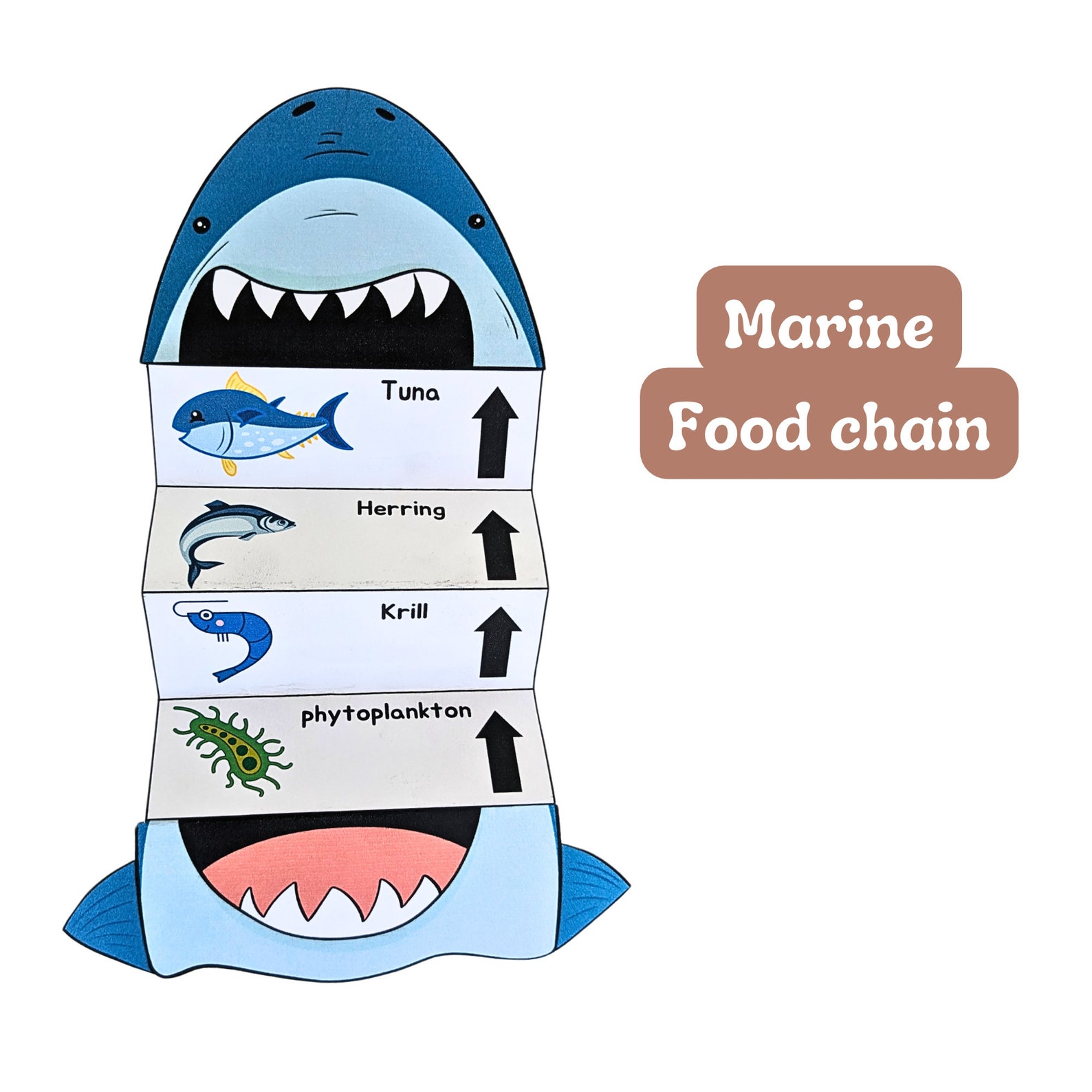 Food Chain- Marine Foodchain, Arctic Foodchain, Grassland Foodchain and ...